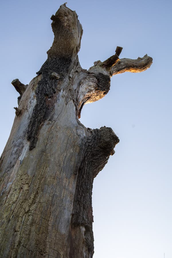 Branchless Tree Stock Photos - Free & Royalty-Free Stock Photos from ...