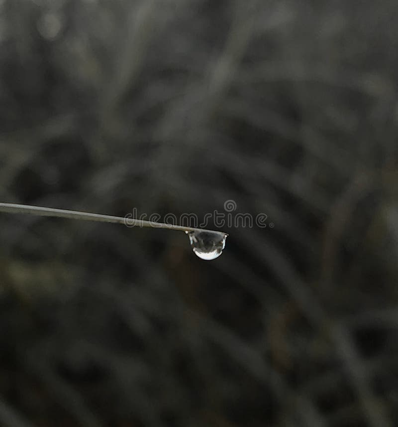 The Remaining Water in the Dripping Plants Stock Image - Image of water ...