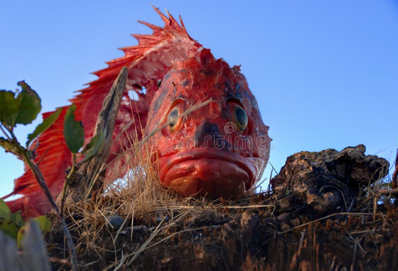 Rock Cod on a Stump stock photo. Image of fish, looking - 129680948