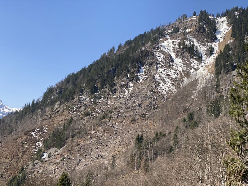 Remains of Broken Trees and Destroyed Forests after a Devastating ...