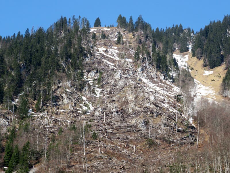 Remains of Broken Trees and Destroyed Forests after a Devastating ...