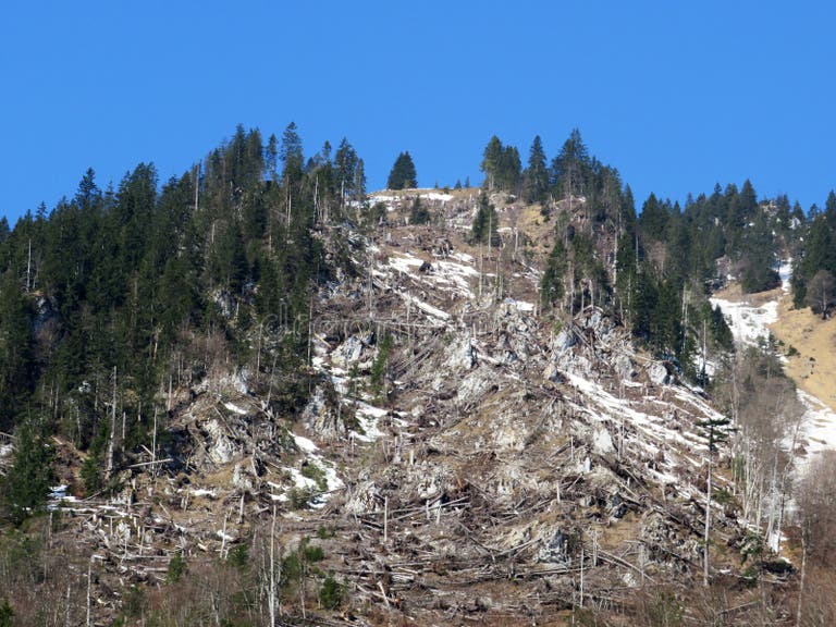 Remains of Broken Trees and Destroyed Forests after a Devastating ...