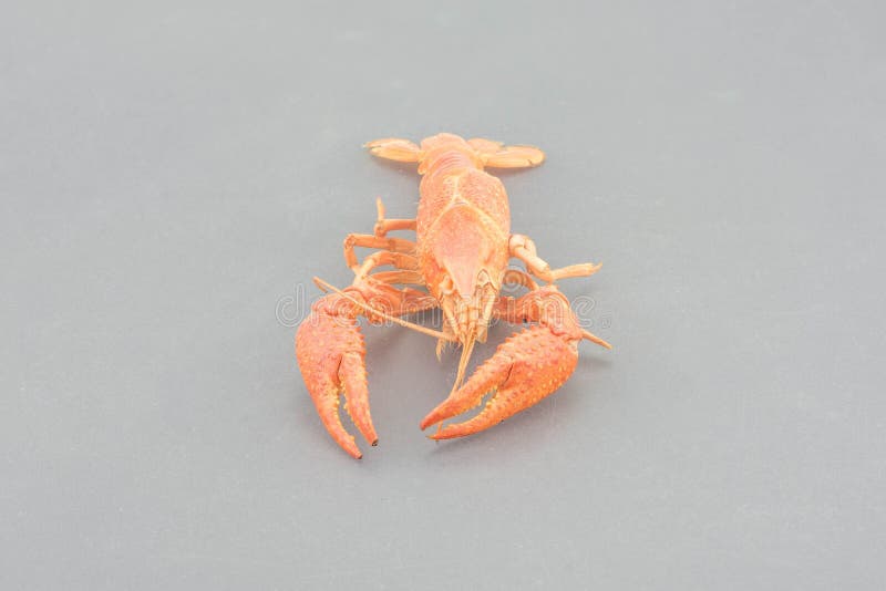 The Remains of the Crayfish Molt Isolated on Isolated on Gray ...