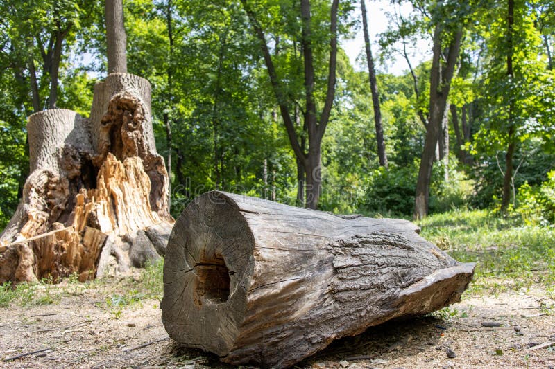 Remains after Cutting Down Trees in the Forest. Stock Image - Image of ...