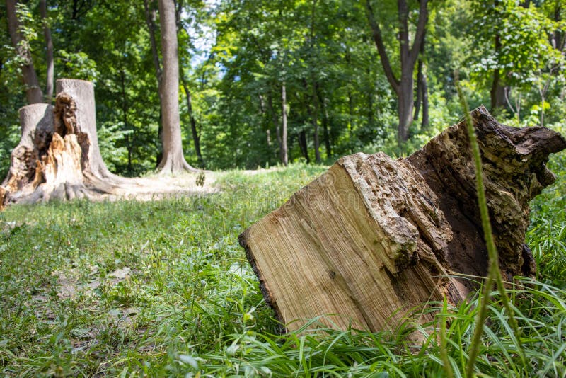 Remains after Cutting Down Trees in the Forest. Stock Image - Image of ...