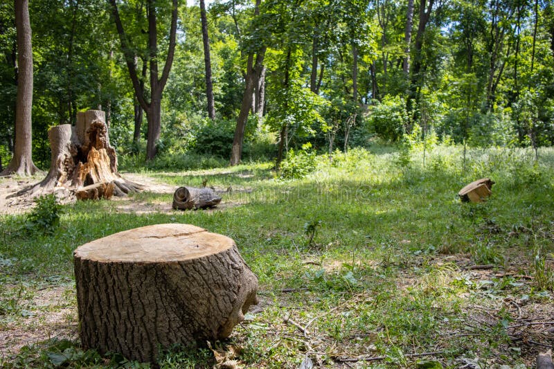 Remains after Cutting Down Trees in the Forest. Stock Image - Image of ...