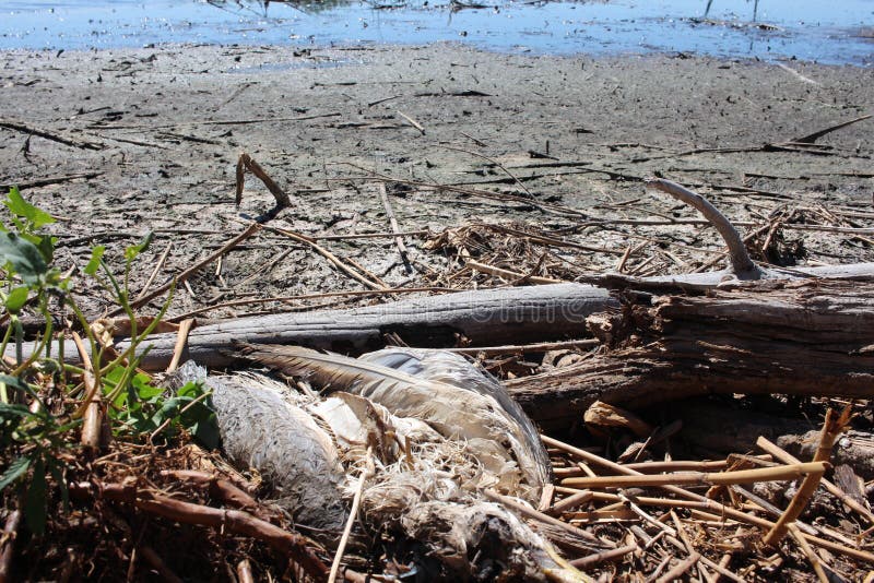 Remains of a Dead Bird with Feathers Disease Epidemics in Nature ...