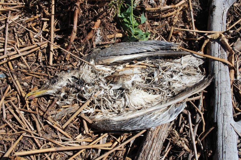Remains of a Dead Bird with Feathers Disease Epidemics in Nature ...