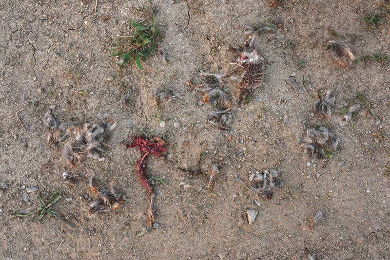 The Remains of a Dead Bird Probably a Song Thrush Ripped by a Predator ...