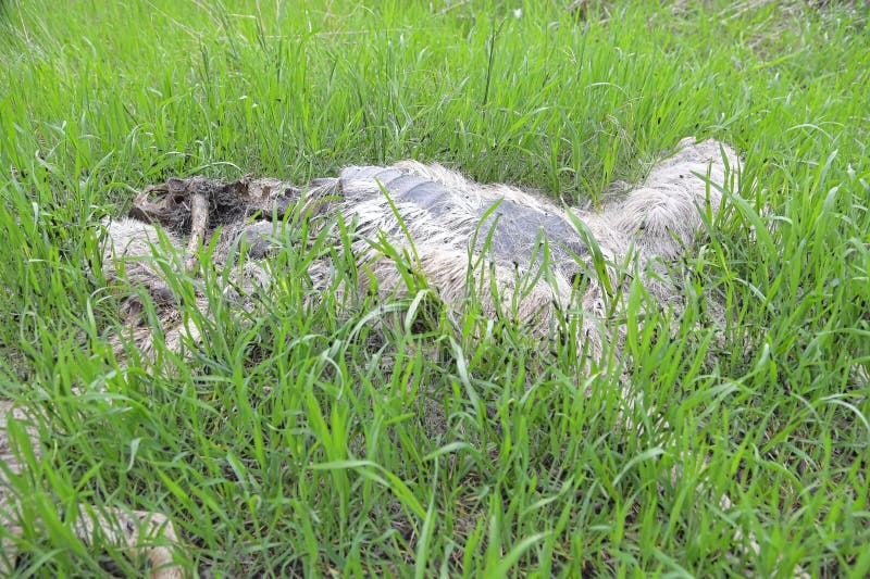 The Remains of a Dead Deer. the Remains of a Dead Fawn. Stock Image ...