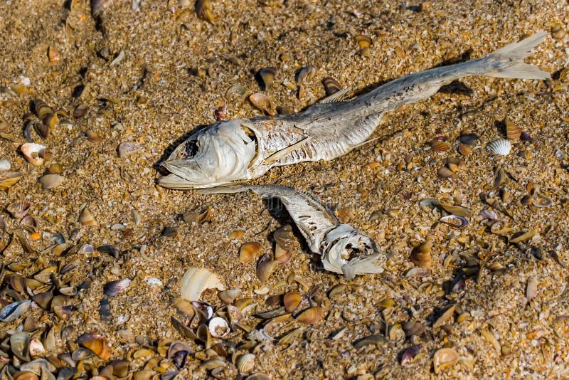 The Remains of Dead Fish on the Beach. Stock Photo - Image of ...