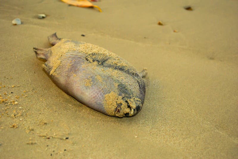 The remains of dead fish stock photo. Image of swallow - 57992456