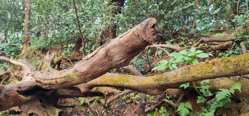 Remains of Decomposing Fallen Tree with Green Fungus and Algae on the ...
