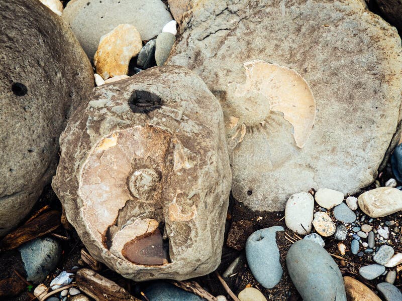 Remains of Extinct Cephalopods Ammonites. Traces of Shell in the Rock ...