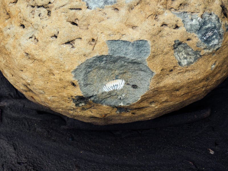 Remains of Extinct Cephalopods Ammonites. Traces of Shell in the Rock ...