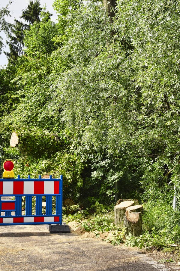 The Remains of a Fallen Tree after a Heavy Storm in Berlin, Germany ...