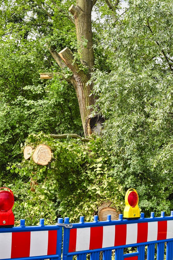 The Remains of a Fallen Tree after a Heavy Storm in Berlin, Germany ...