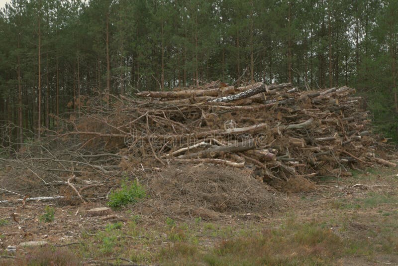 Cut Trees Ready for Transport Stock Photo - Image of forest, logging ...