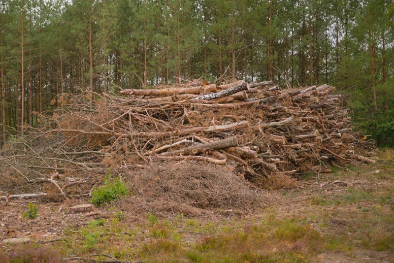 Cut Trees Ready for Transport Stock Photo - Image of undergrowth ...