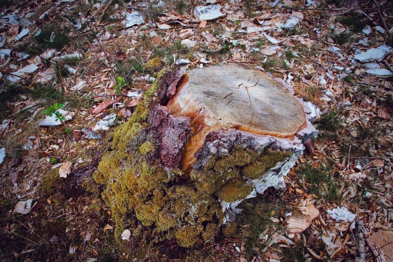 The Remains of a Felled Tree - a Tree Trunk Stock Photo - Image of ...