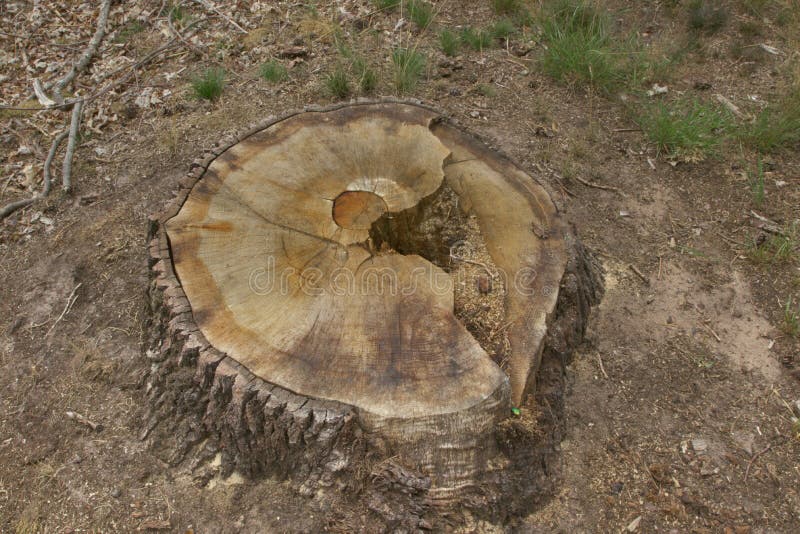 The Remains of a Felled Tree - a Tree Trunk Stock Photo - Image of leaf ...