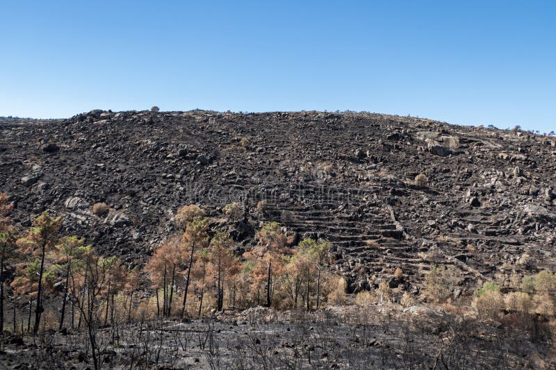 Burnt heap of forest fire stock image. Image of forest - 278912783
