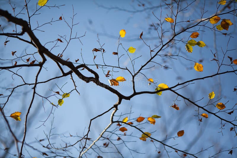 Remains of golden autumn stock photo. Image of petal - 256021362