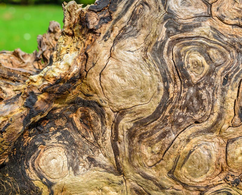 Remains Large Old Beech Tree Stock Photos - Free & Royalty-Free Stock ...