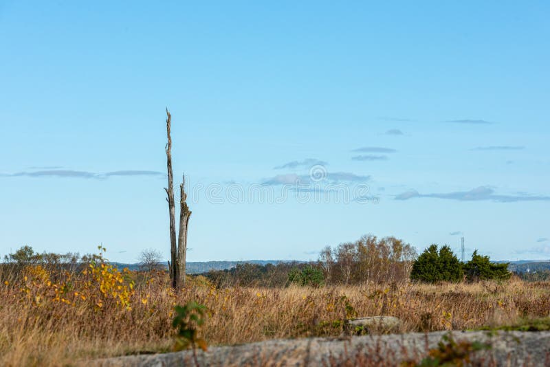 Remains of a Lonely Tree in an Open Field in Fall.. Stock Image - Image ...