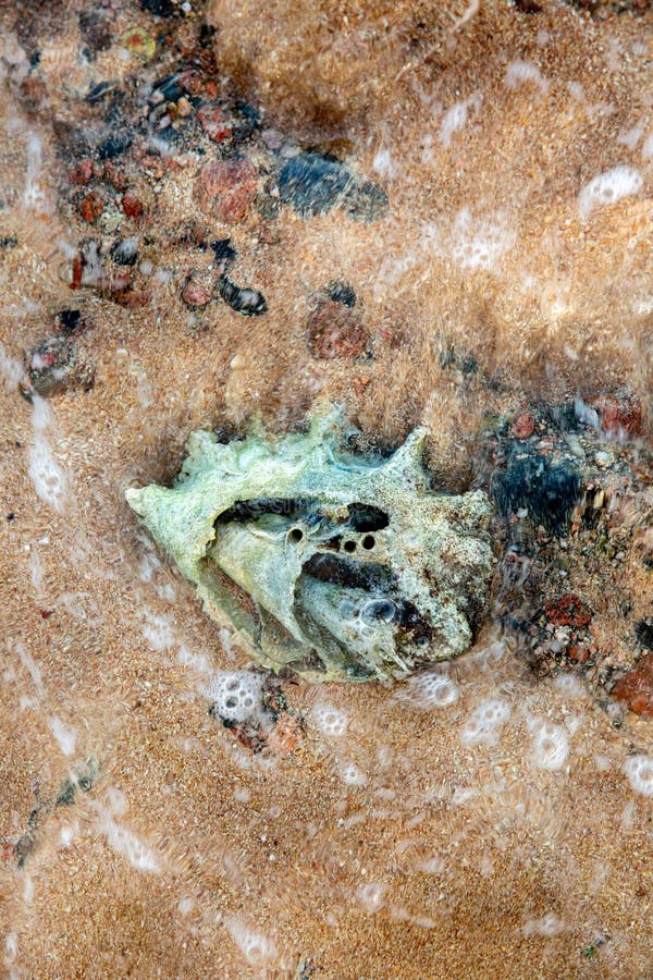 Remains of Old Shell in Sand on Beach Stock Image - Image of ocean ...
