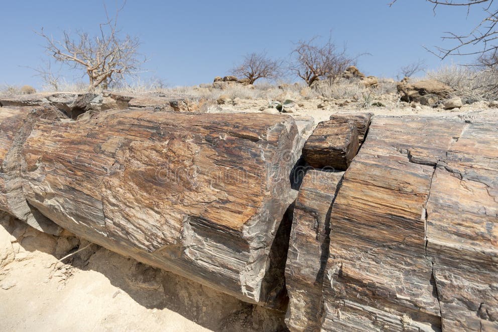 Petrified tree trunk stock photo. Image of africa, tree - 271603398