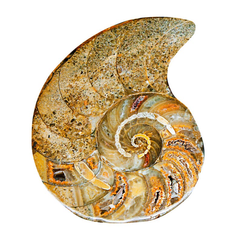 Prehistoric nautilus shell stock photo. Image of fossil - 39079124