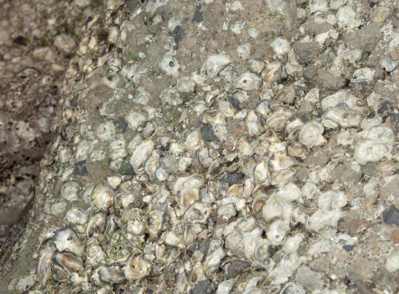 Remains of Shells or Sea Aphids Background Stock Image - Image of stone ...