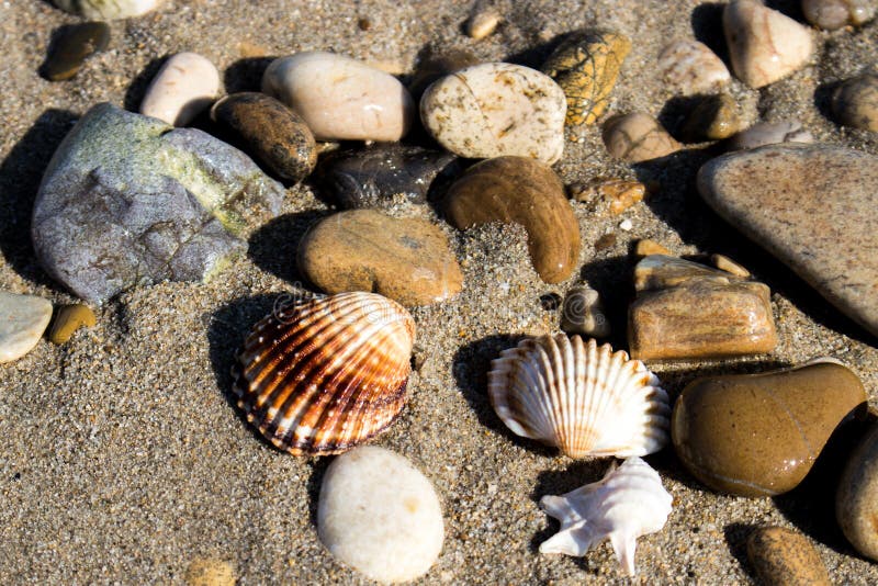 The Shells on the Shoreline in a Late Summer Morning Stock Photo ...