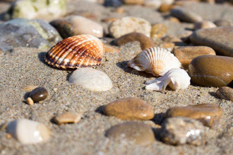 The Shells on the Shoreline in a Late Summer Morning Stock Image ...