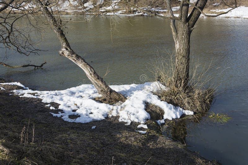 Remains of Snow on the Bank of a Small River with Trunks of Old Trees ...