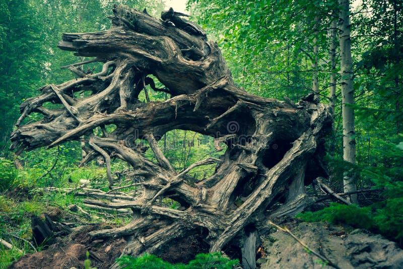 Remains of a Tree-dry and Dead Upturned Gray Roots. Old Dry Roots Trees ...