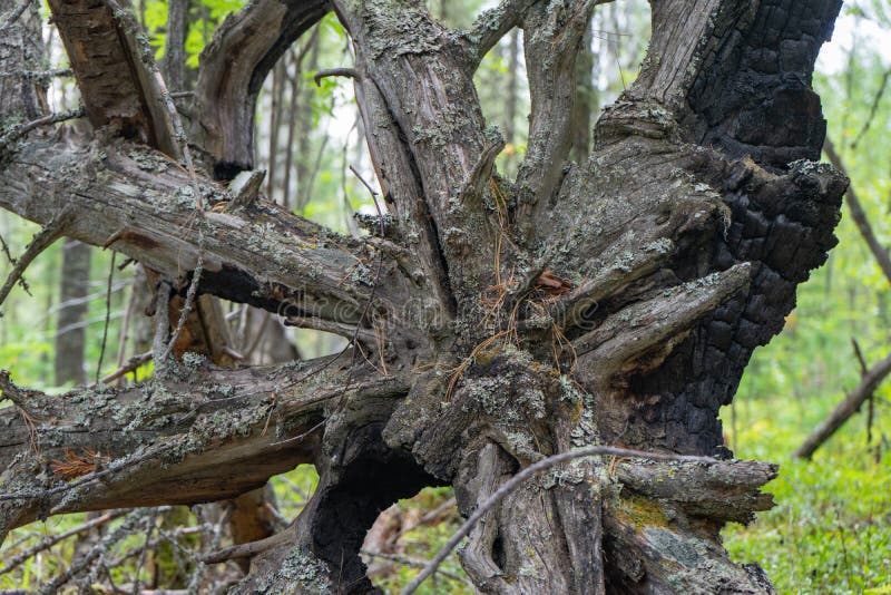Remains of a Tree-dry and Dead Upturned Gray Roots. Old Dry Roots Trees ...