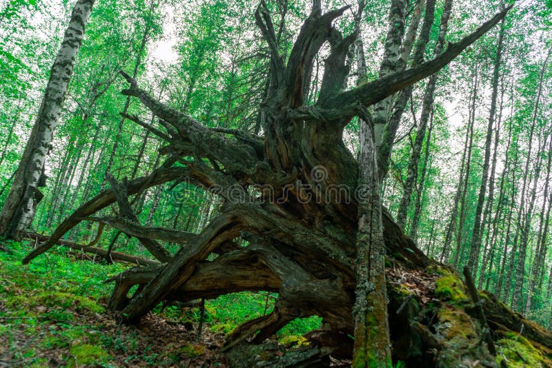 Remains of a Tree-dry and Dead Upturned Gray Roots. Old Dry Roots Trees ...