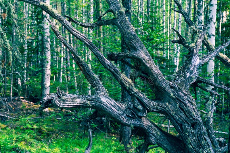 Remains of a Tree-dry and Dead Upturned Gray Roots. Old Dry Roots Trees ...