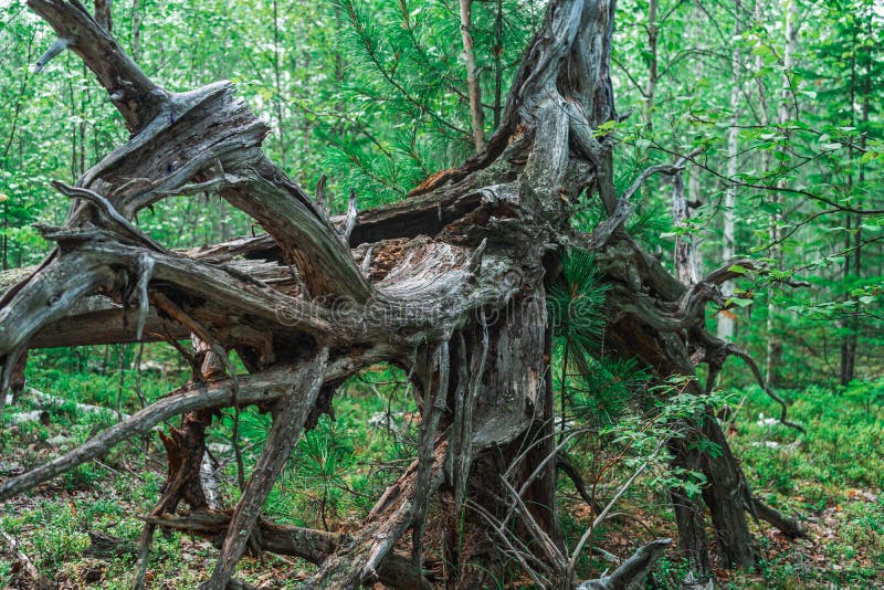 Remains of a Tree Dry and Dead Upturned Gray Roots. Old Dry Roots Trees ...