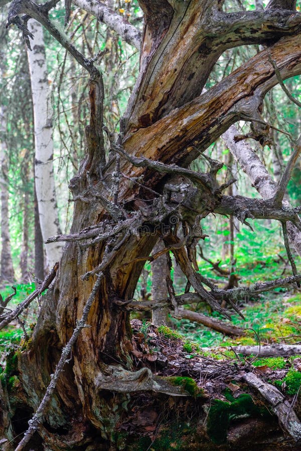 Remains of Tree Dry and Dead Upturned Gray Roots. Old Dry Roots Trees ...