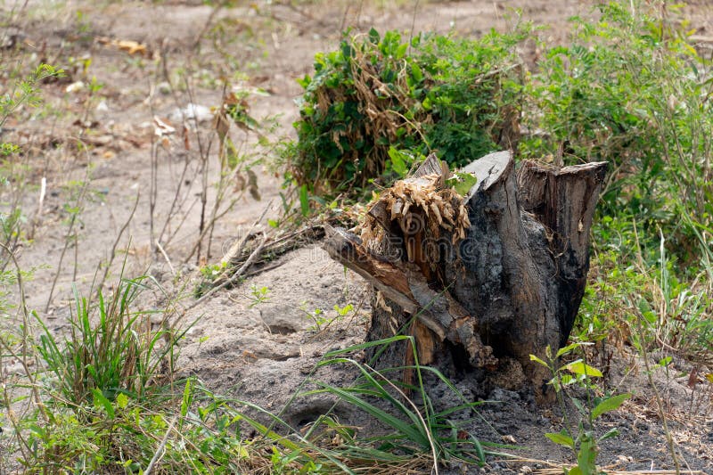 The only Remains of the Tree are the Stump. Stock Photo - Image of ...