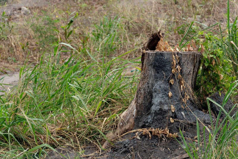 The only Remains of the Tree are the Stump. Stock Image - Image of ...