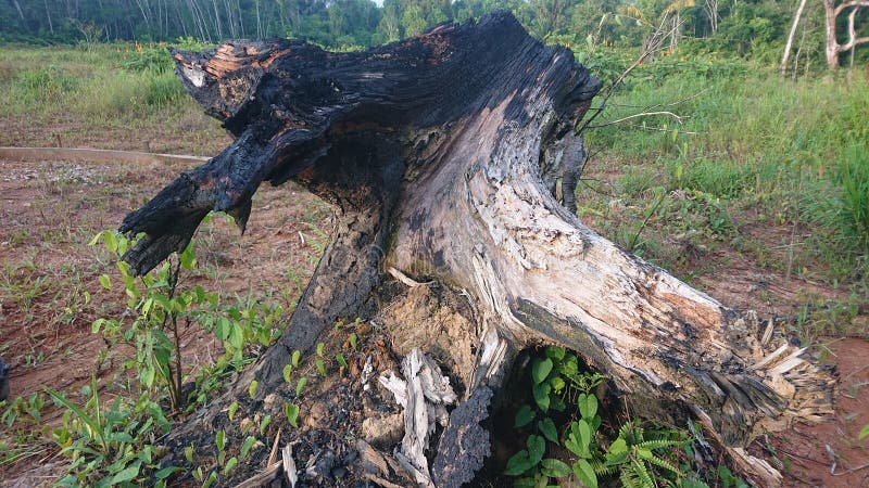 The Remains of a Tree Trunk Left after Felling Stock Image - Image of ...