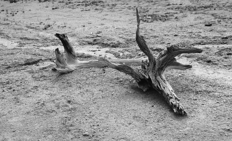 Charred Remains of a Tree Post Forest Fire Stock Image - Image of ...
