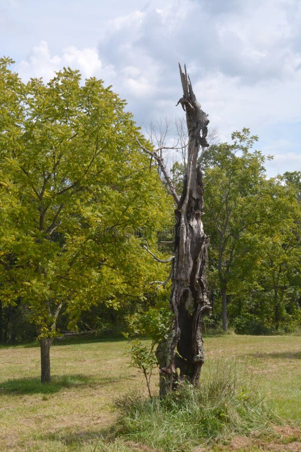 Remains of a tree stock photo. Image of grass, decay - 98962178
