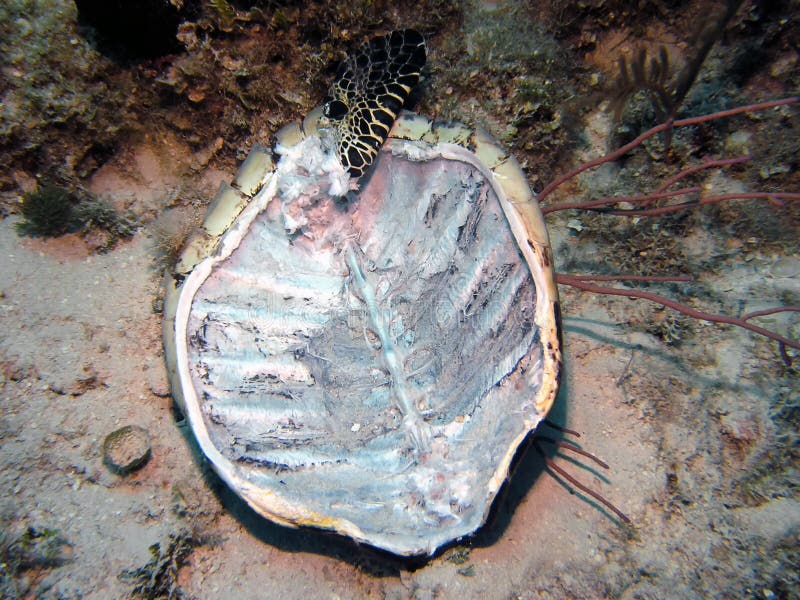 161 Shell Dead Turtle Stock Photos - Free & Royalty-Free Stock Photos ...