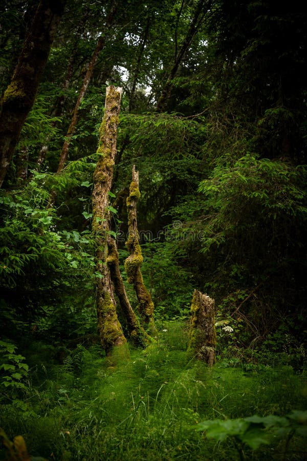 Remains of Two Tree Trunks Covered in Bright Green Moss Stock Photo - Image of nature, green ...