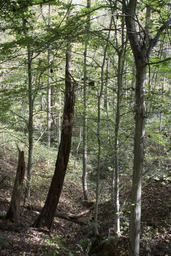 Tree remains in the forest stock photo. Image of forked - 128467436